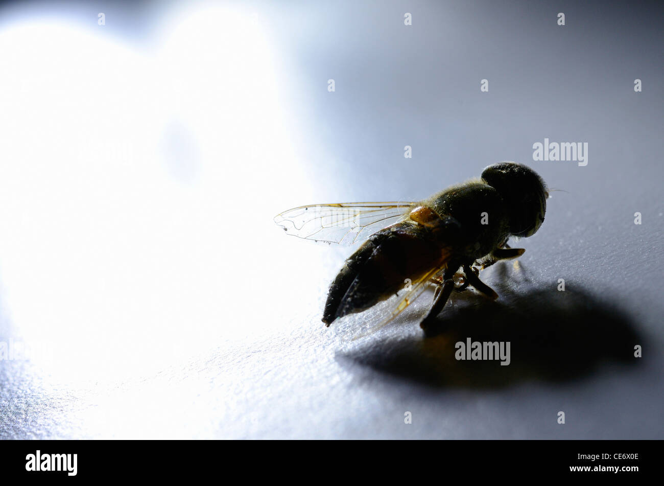 Dead bee hi-res stock photography and images - Alamy