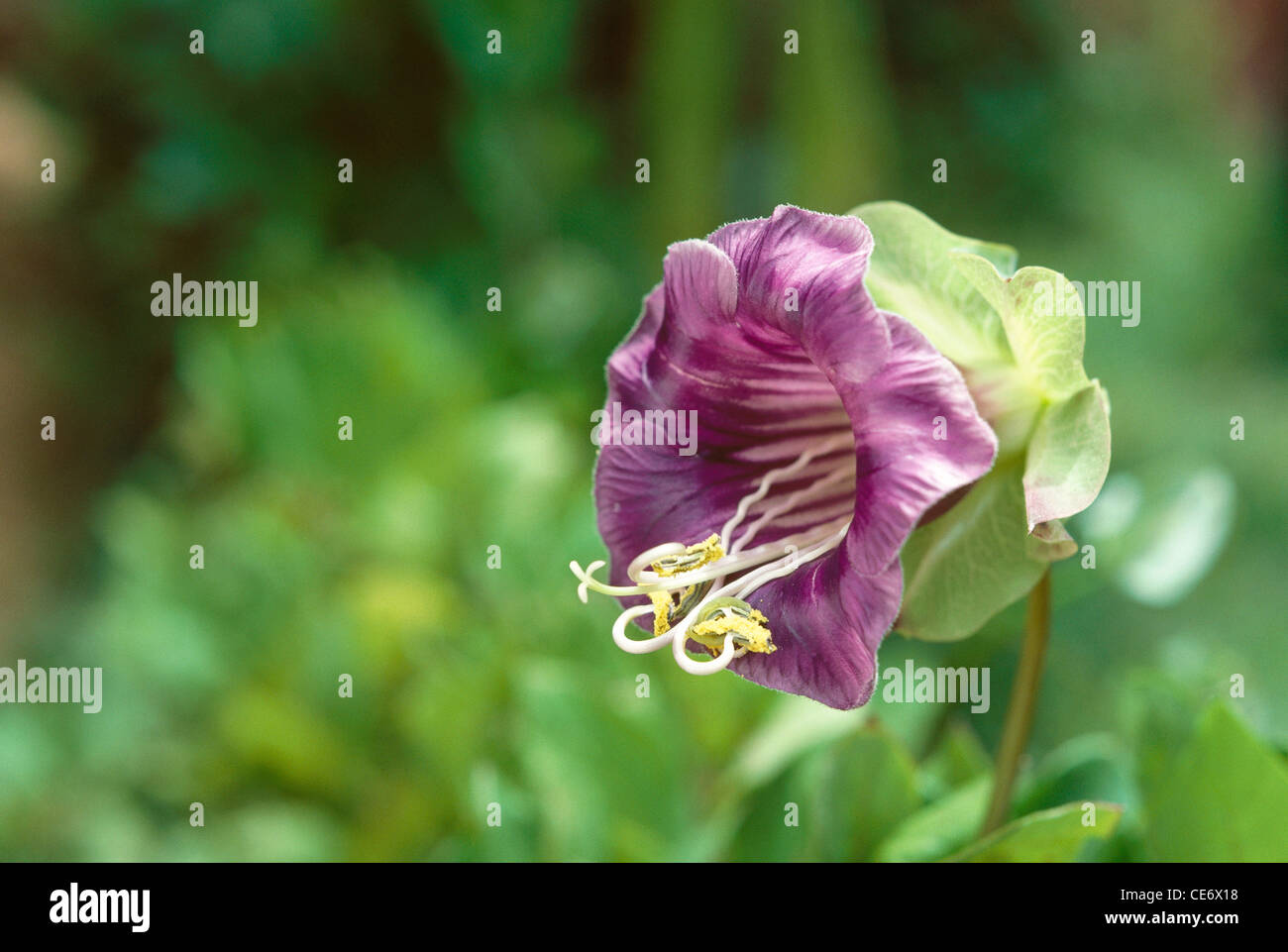 Cobaea scandens flower ; cup and saucer vine flower ; cathedral bells ...
