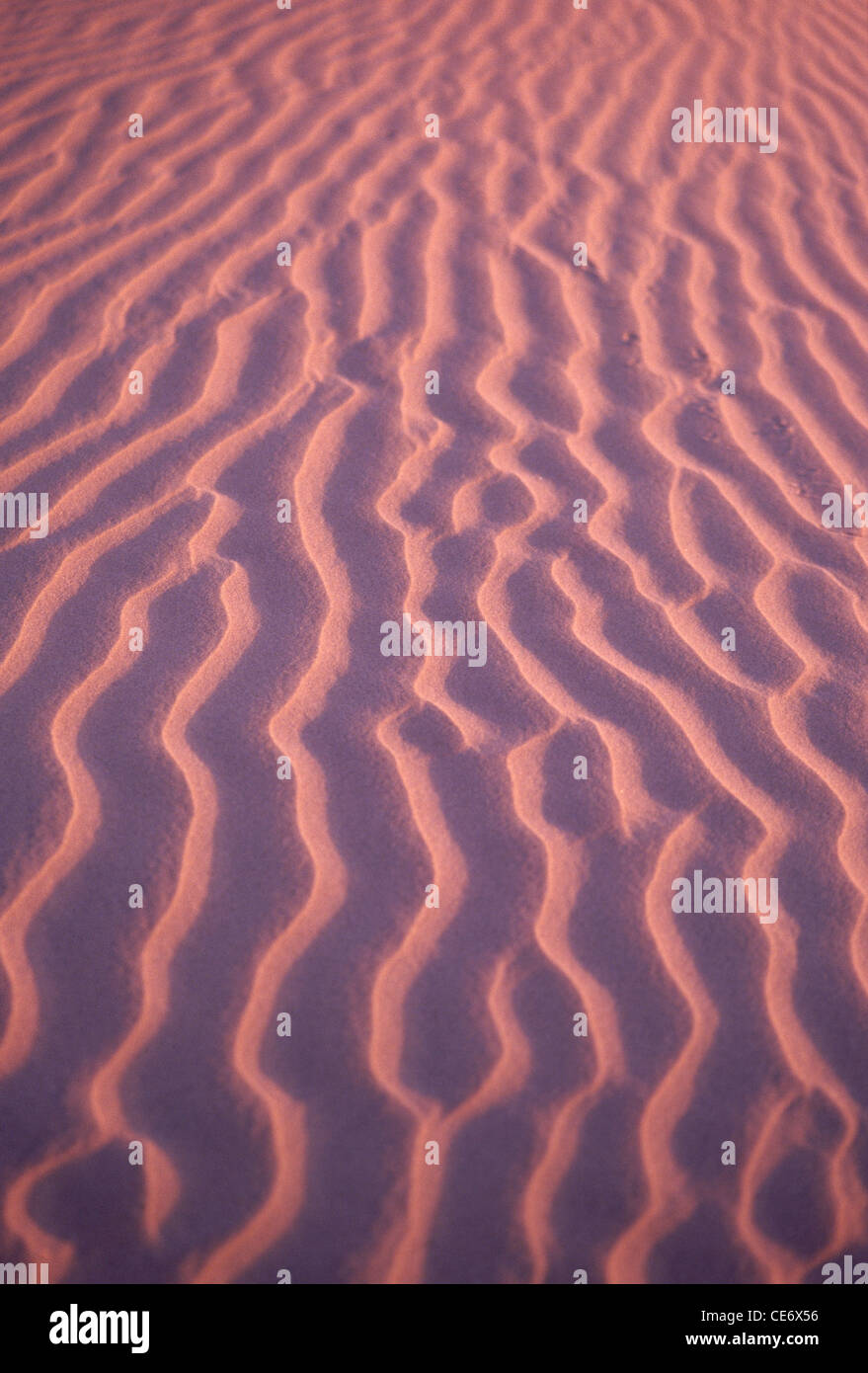 Desert sand dunes ; thar desert ; Khuri ; Jaisalmer ; Rajasthan ; India ...