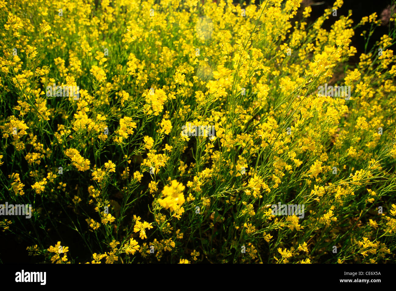 Mustard yellow colour hi-res stock photography and images - Alamy