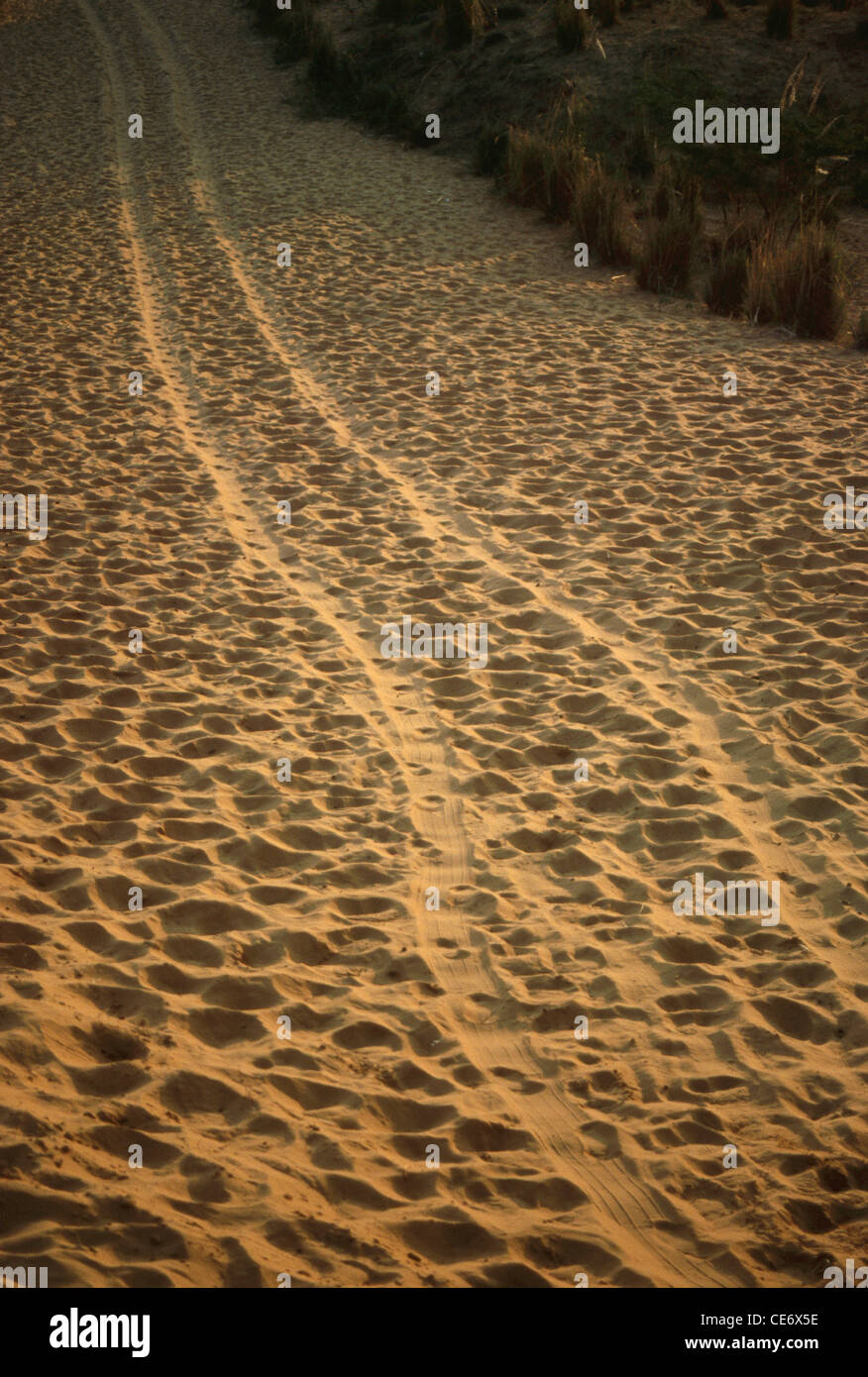 RSC 86188 : Camel cart tire marks on desert sand dunes Khuri Jaisalmer ...