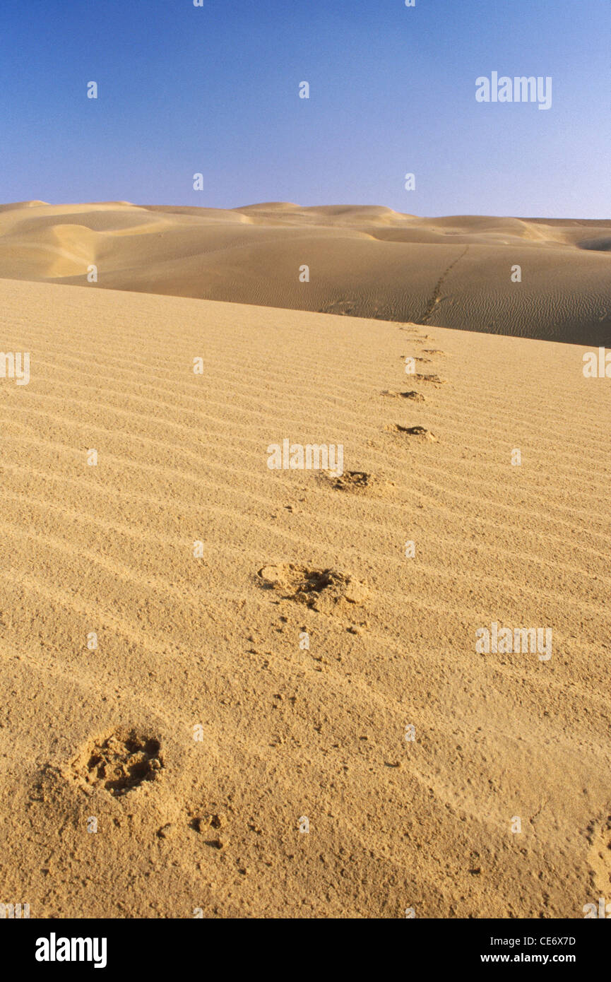 SOM 86187 : Camel foot steps in desert sand dunes Khuri Jaisalmer ...