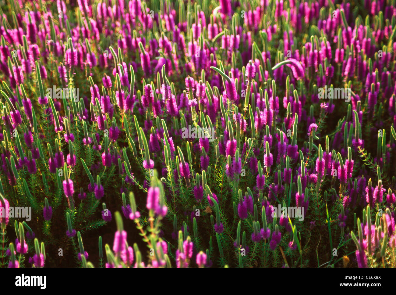 purple violet wild flowers ; malshej ghat ; maharashtra ; india ; asia ...