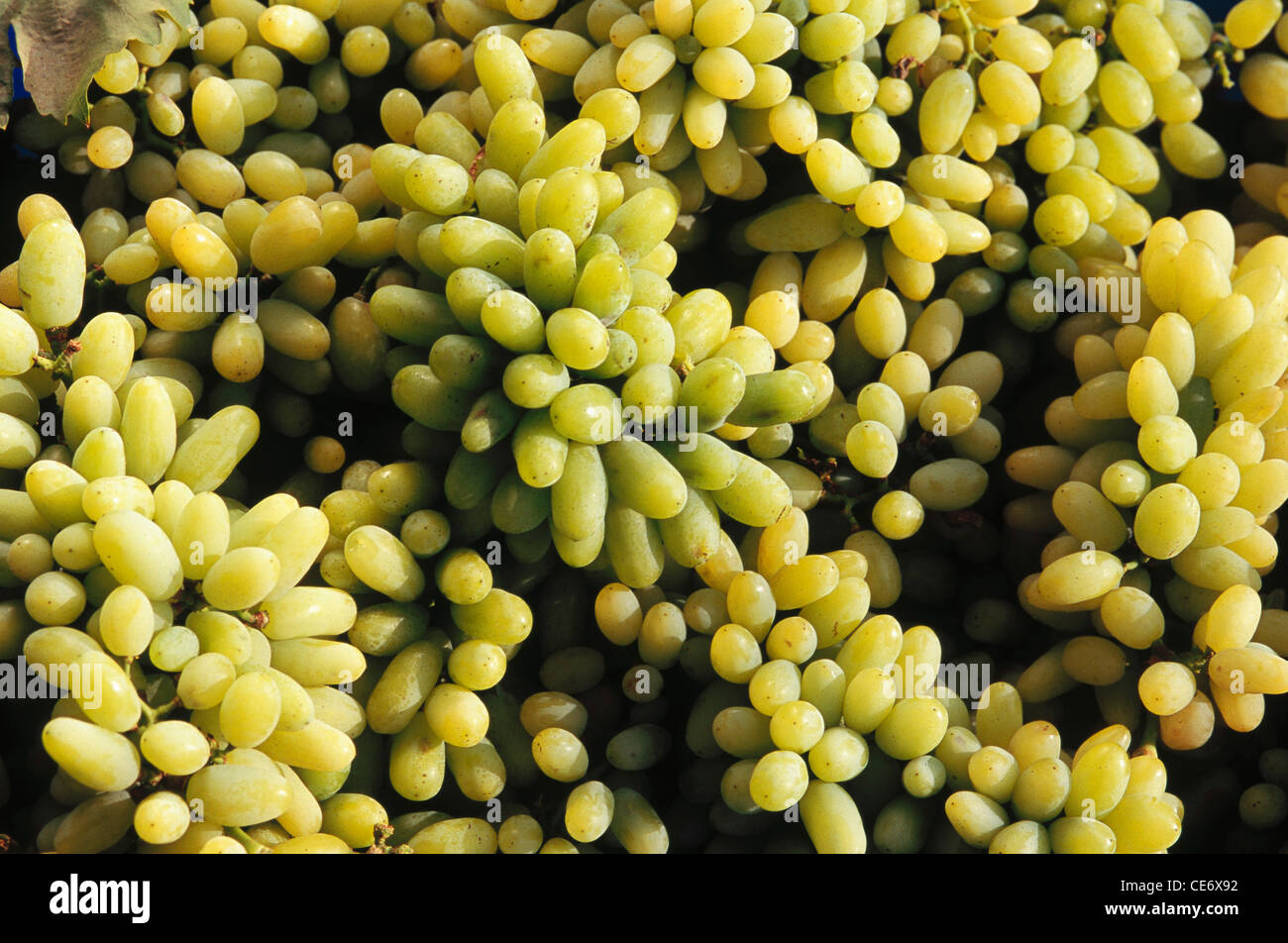 Green grape fruit ; Nasik ; Nashik ; Maharashtra ; India ; Asia Stock ...