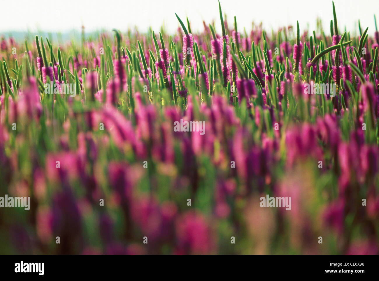 STP 86138 : violet purple wild flowers growing near malshej ghat ...