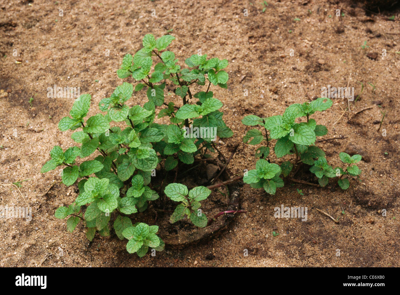 Pudina mentha arvensis linn hi-res stock photography and images - Alamy