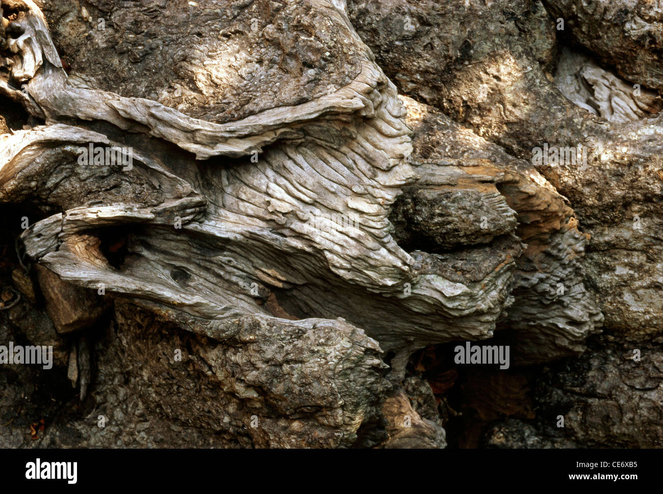 Pongamia pinnata hi-res stock photography and images - Alamy