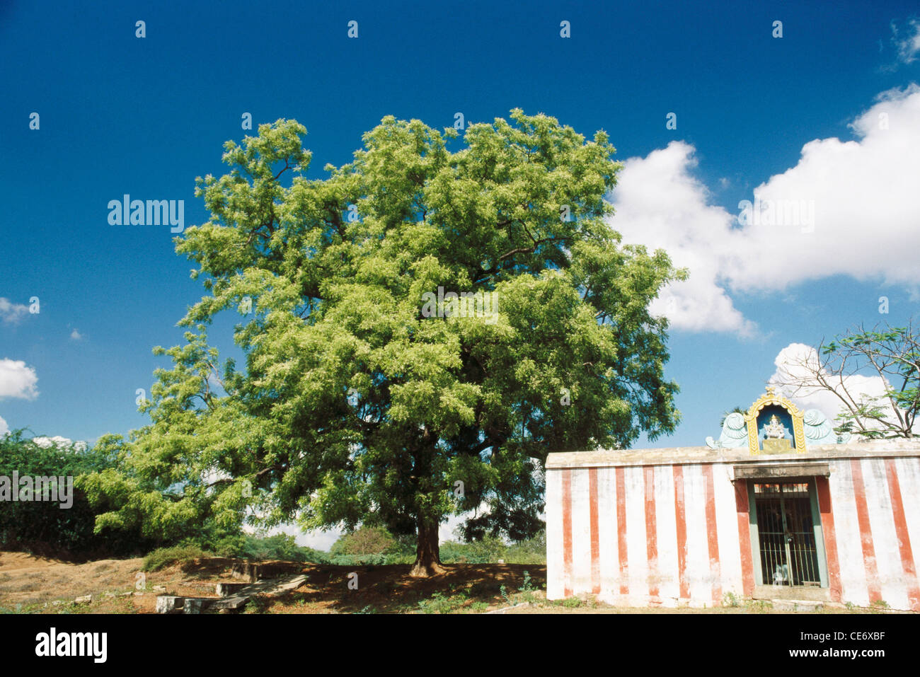 Neem tree ; Indian lilac ; Nimtree ; Azadirachta indica ; india ; asia ...