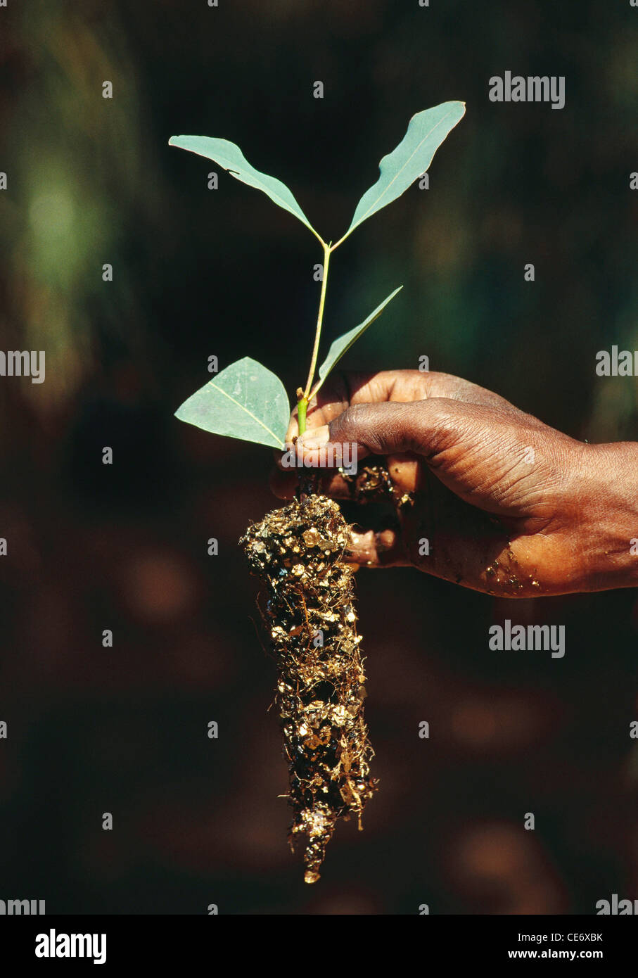 Eucalyptus Eucalyptus globulus leaf leaves plant tree with roots Stock ...