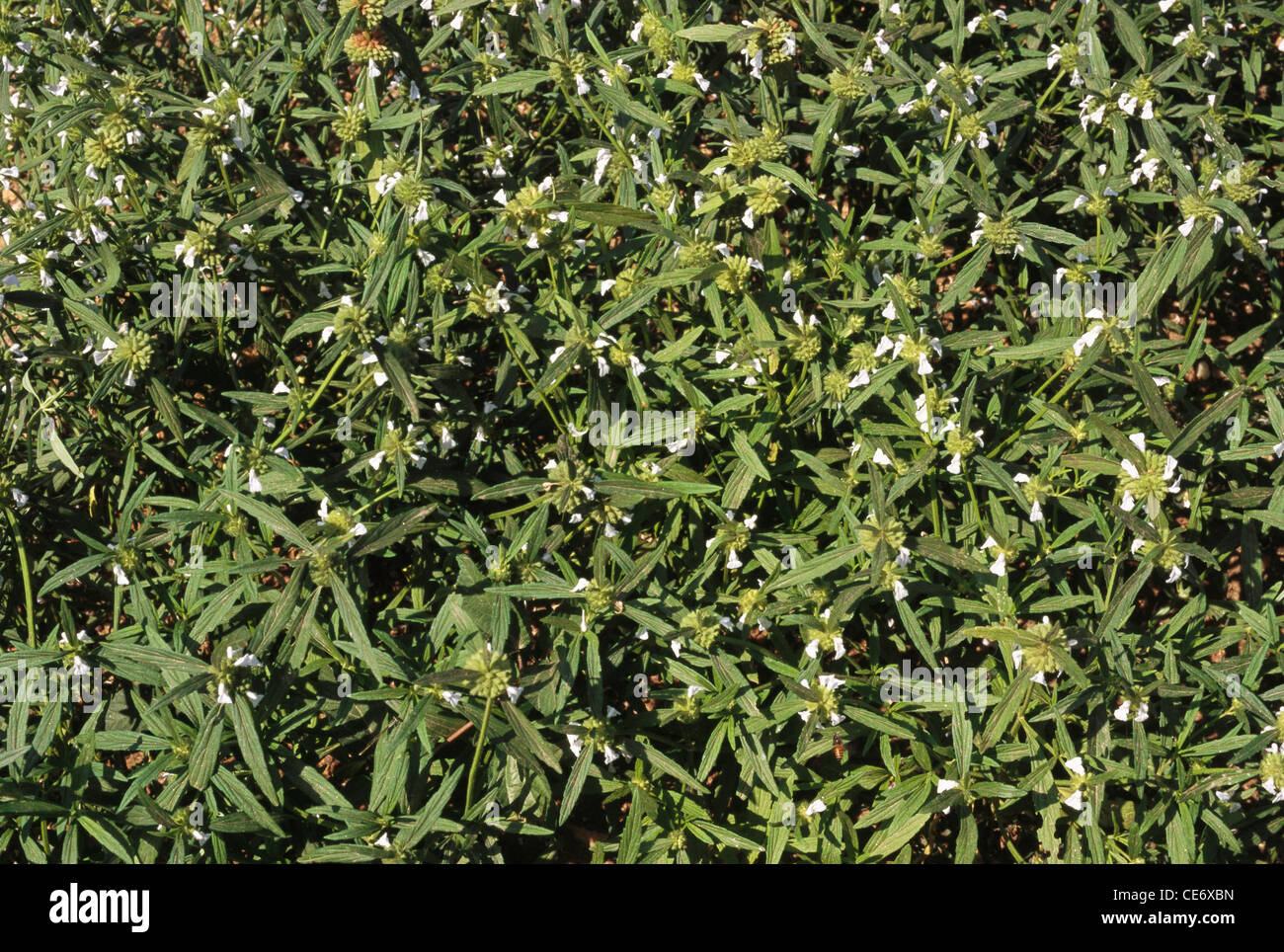 MAA 83535 : Leucas aspera leaf leaves plant tree white flowers Stock ...