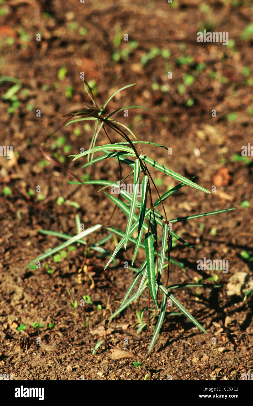 Indian Sarsaparilla plant ; Hemidesmus indicus ; anantamul ; anant bel ...
