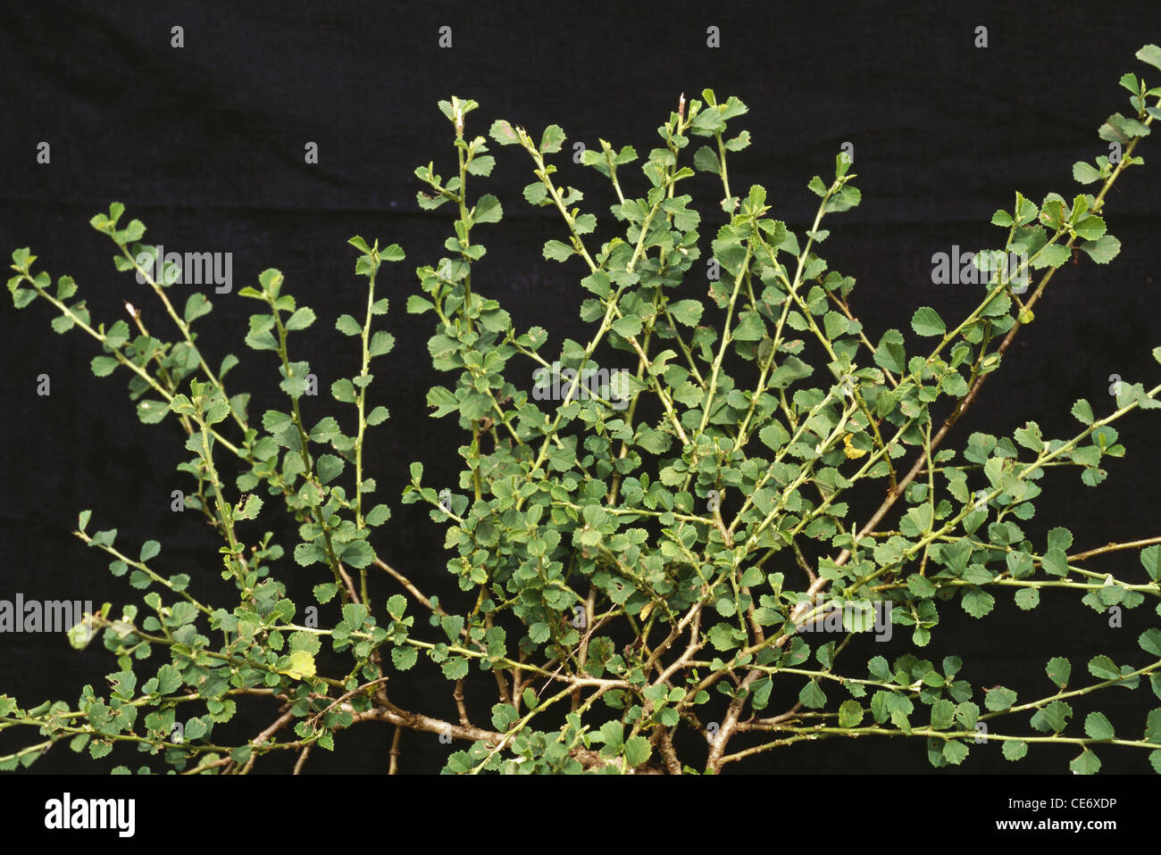 Medicinal plant ; fanpetals ; sida plant ; malvaceae ; sida ; cordata ...