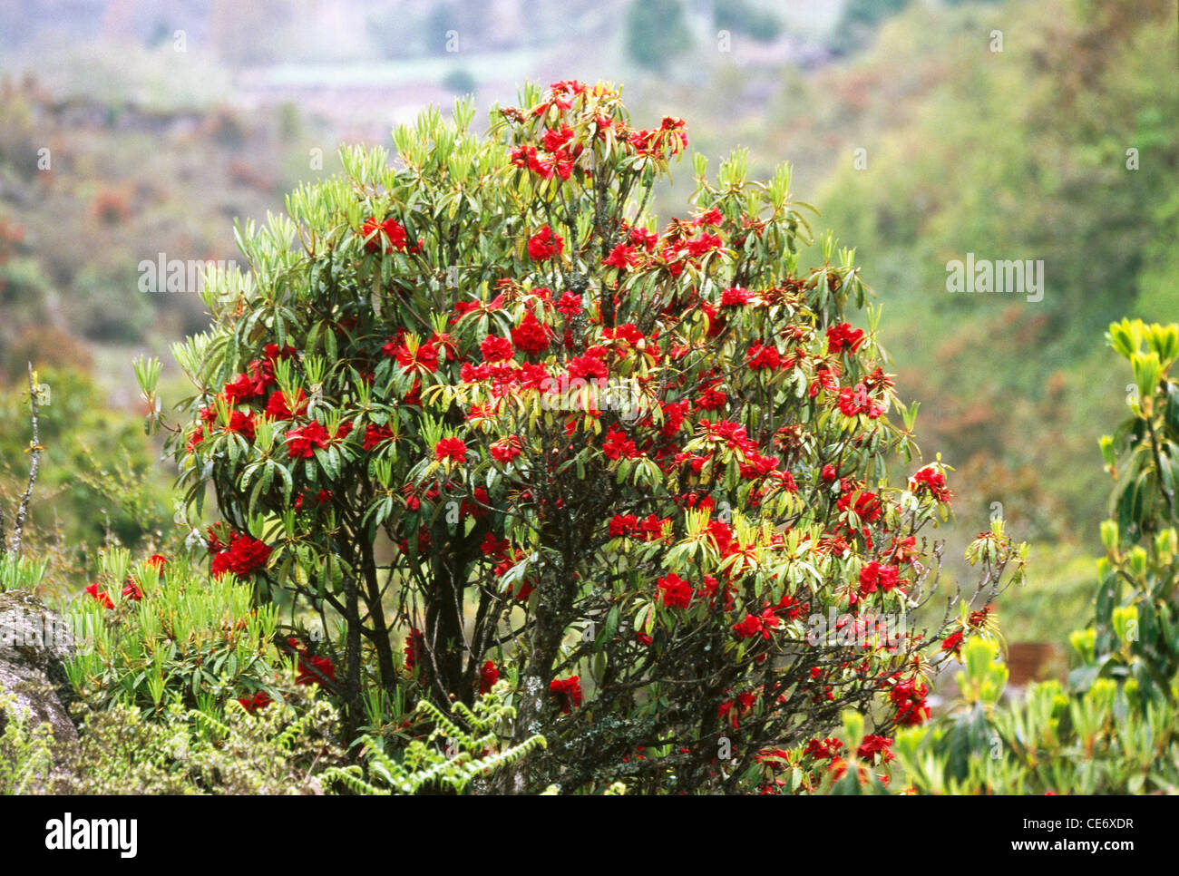 Red Rhododendron flowering tree ; sikkim ; india ; asia Stock Photo - Alamy
