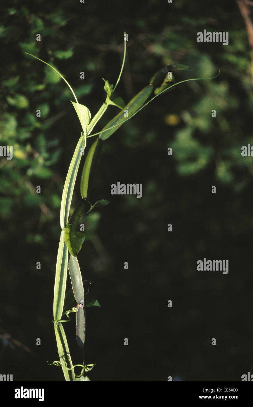 Medicinal plant ; Vitaceae ; cissus quadrangularis linn ; veld grape ...