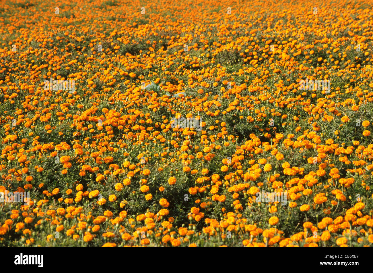 floriculture orange marigold flowers field ; india ; asia Stock Photo ...