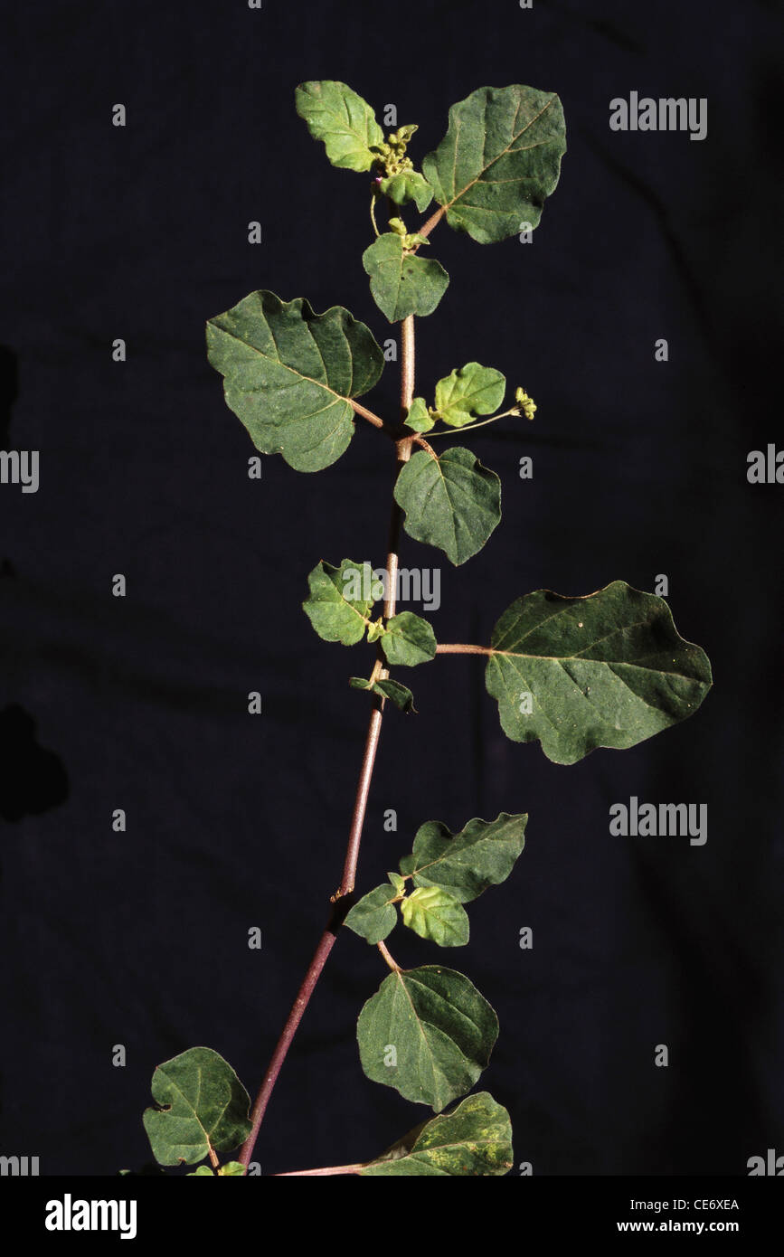 Spreading Hogweed High Resolution Stock Photography and Images - Alamy