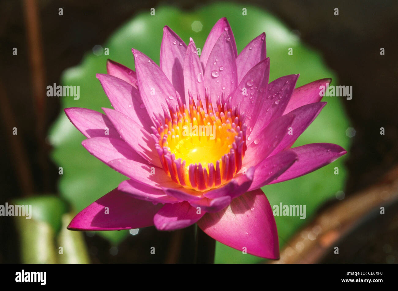 Dew drops on pink lotus flower ; Nelumbo nucifera ; Indian lotus flower ...