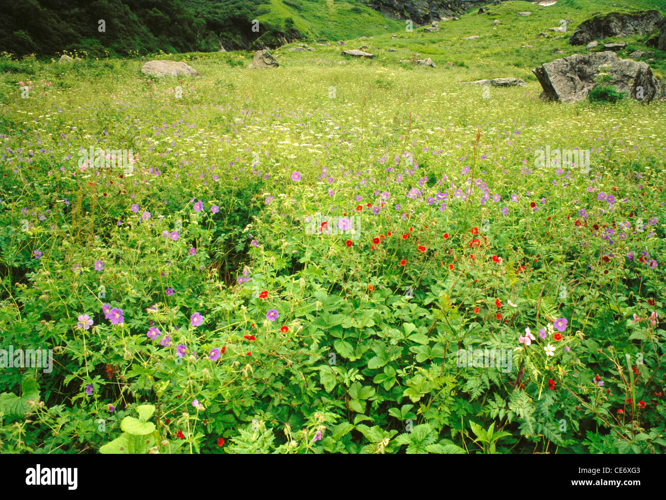 Valley of Flowers National Park ; meadows of endemic alpine flowers ...