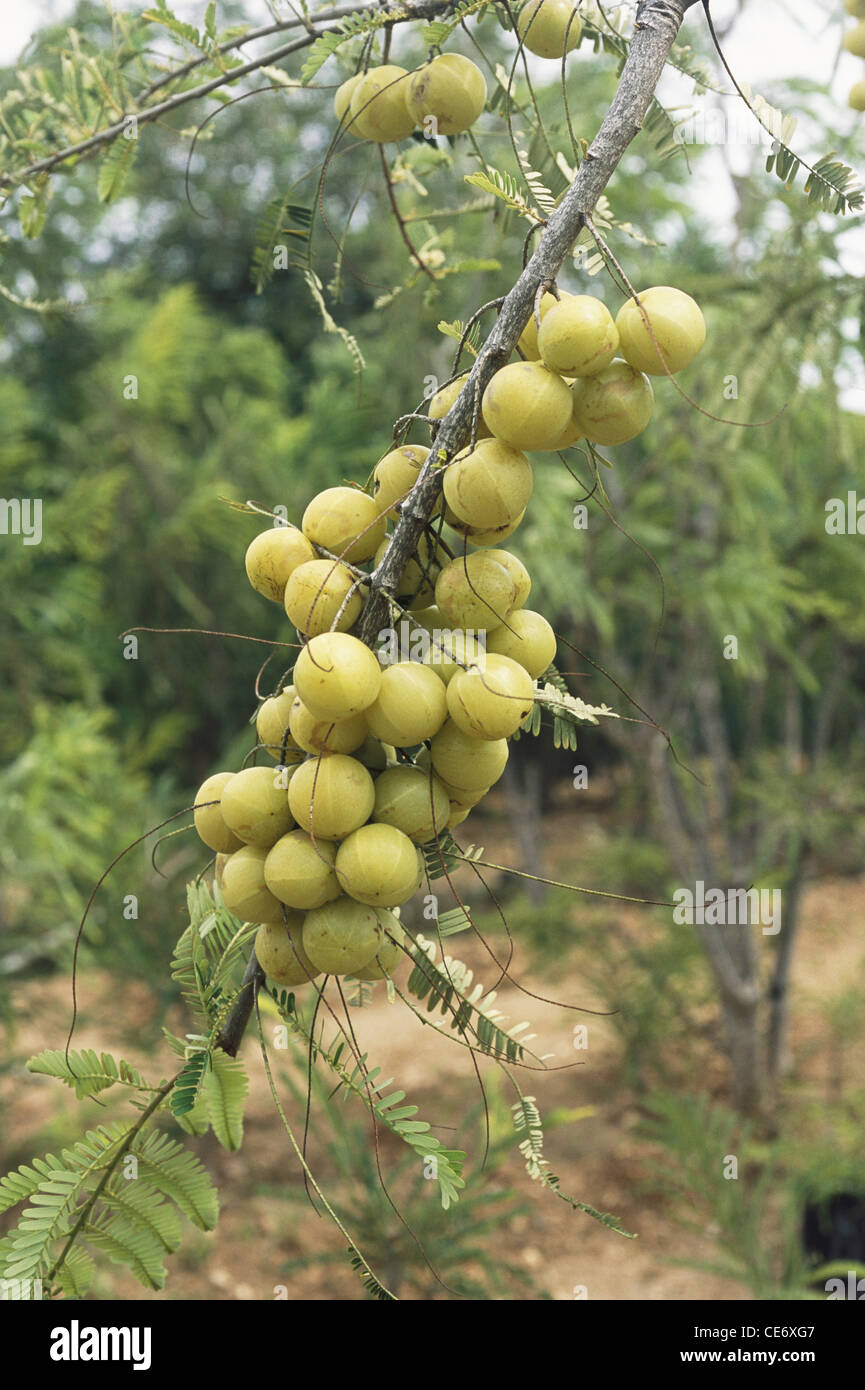 Amla tree, phyllanthus emblica, emblic, emblic myrobalan, myrobalan ...