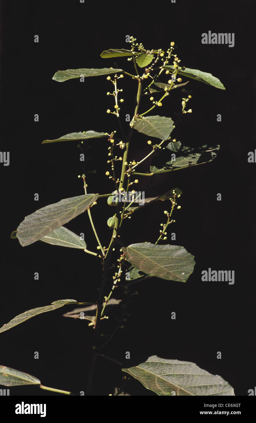 MAA 83590 : danti ; baliospermum montanum plant leaf leaves flowers ...