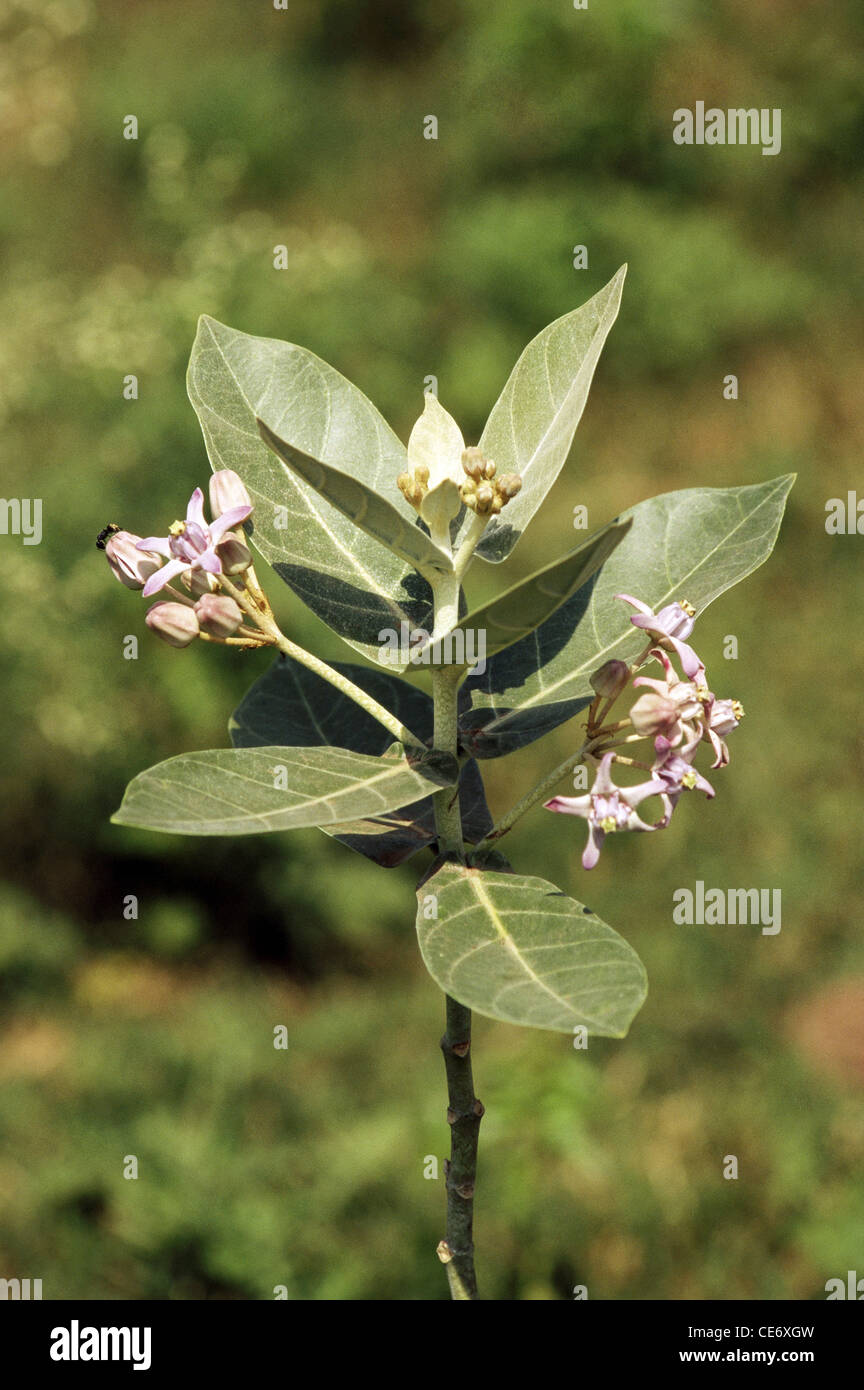 Calotropis Leaves