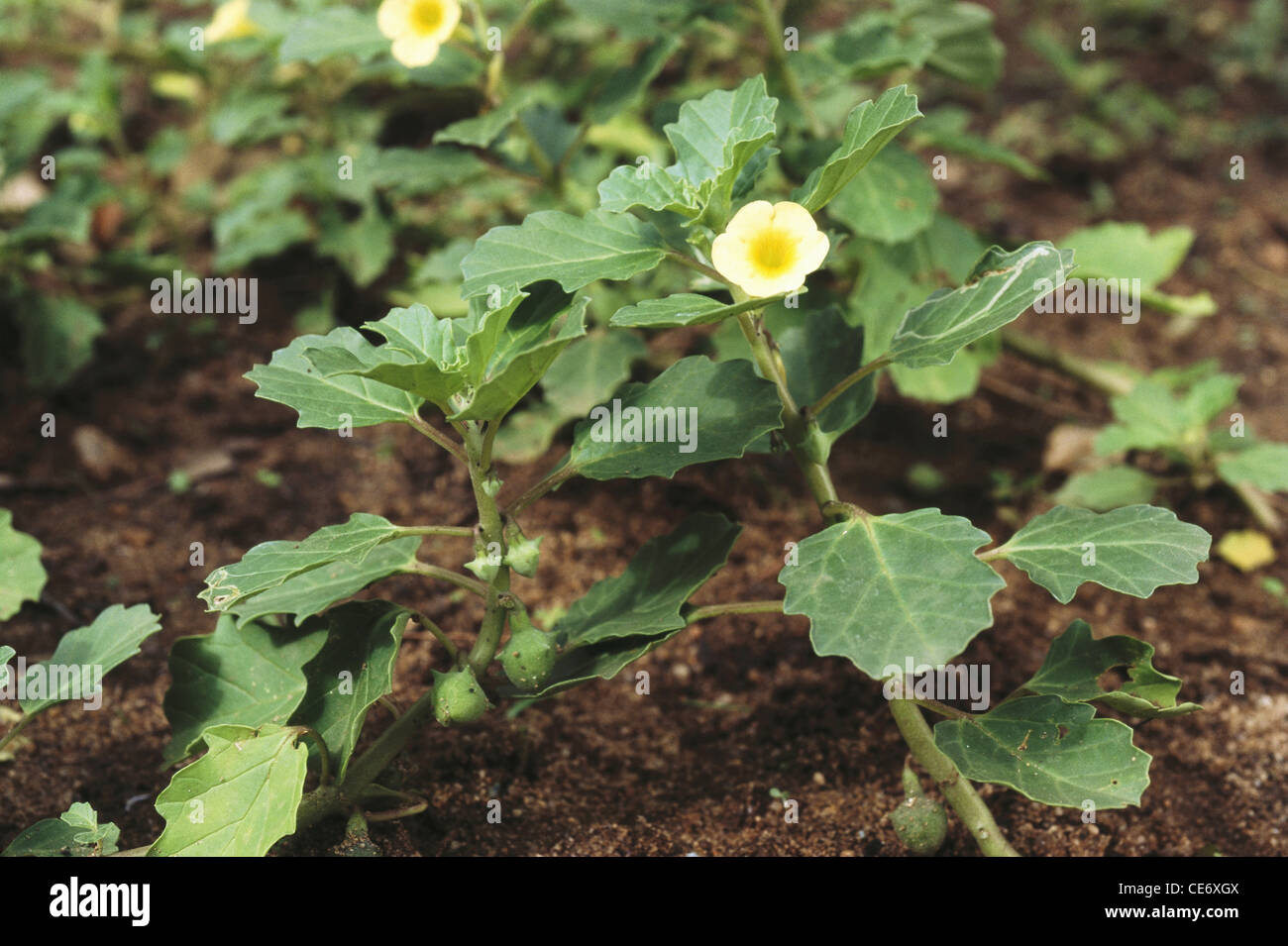 MAA 83592 : bada gokhru plant leaf leaves tree flower pedalium murex ...