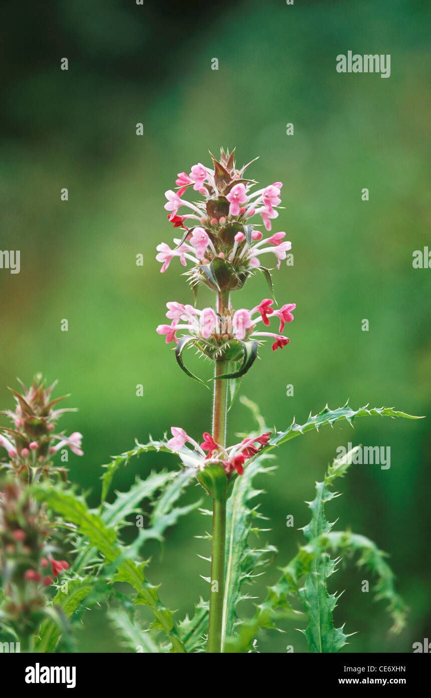 IKA 86270 : himalayan valley of flower morina longifolia long leaves ...