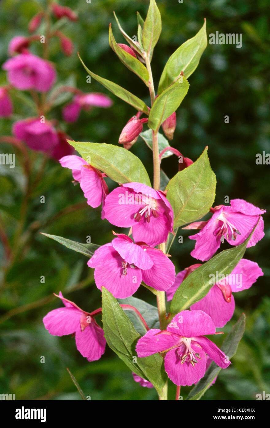 Broad Leaved Willow Herb High Resolution Stock Photography and Images ...