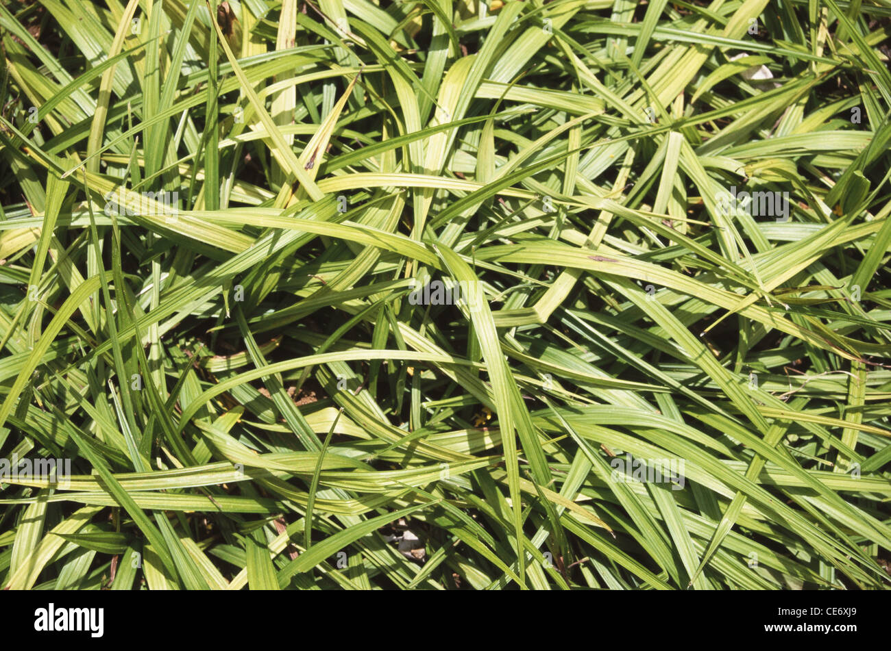 Herb kali musli hi-res stock photography and images - Alamy