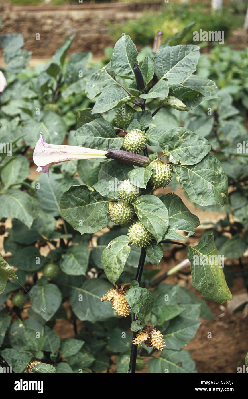 MAA 83600 : thorn apple ; dhattura tree leaf leaves plant flower ...