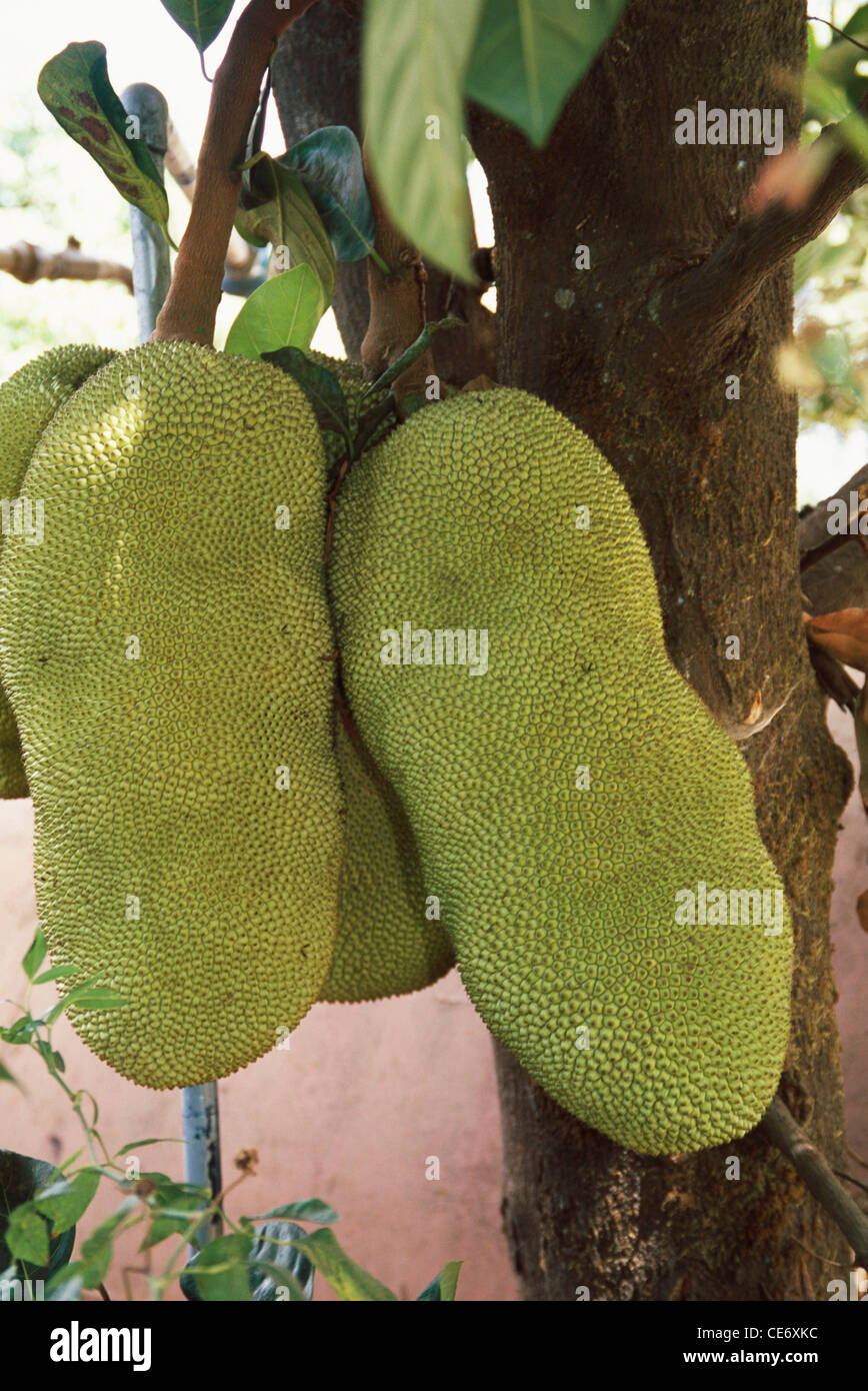 Jack fruit plant hi-res stock photography and images - Alamy