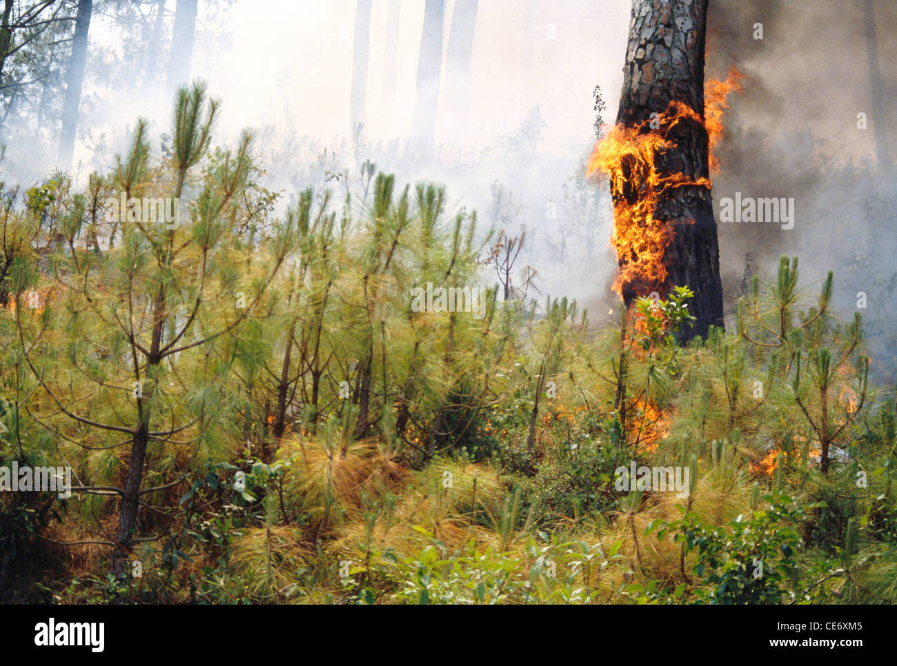 Forest Fire binsar almora uttarakhand india Stock Photo - Alamy