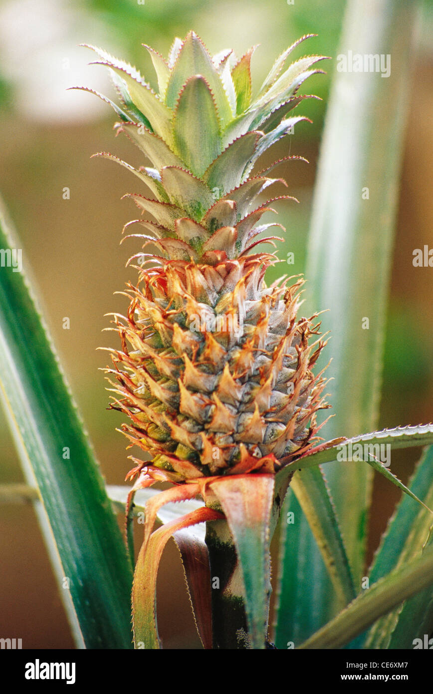 RVN 83508 : pineapple fruit tree plant plantation leaf leaves Stock Photo - Alamy