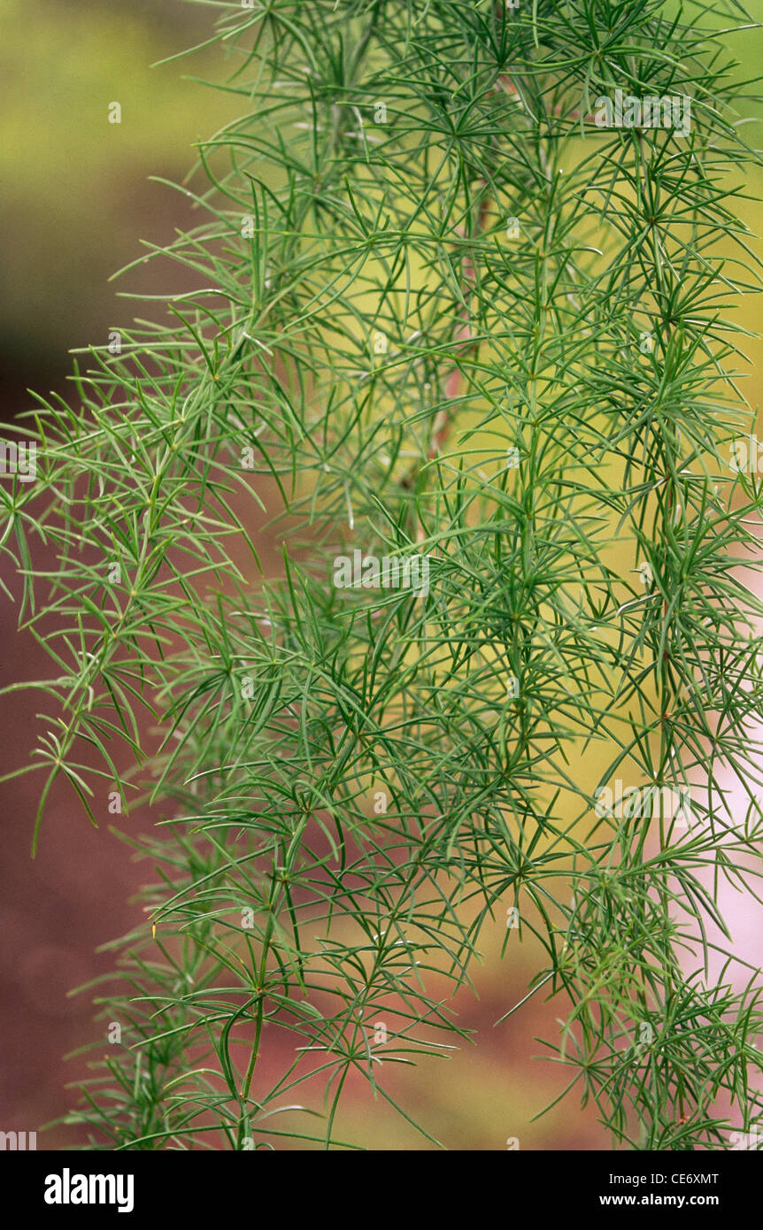 Shatavari Stock Photos & Shatavari Stock Images - Alamy