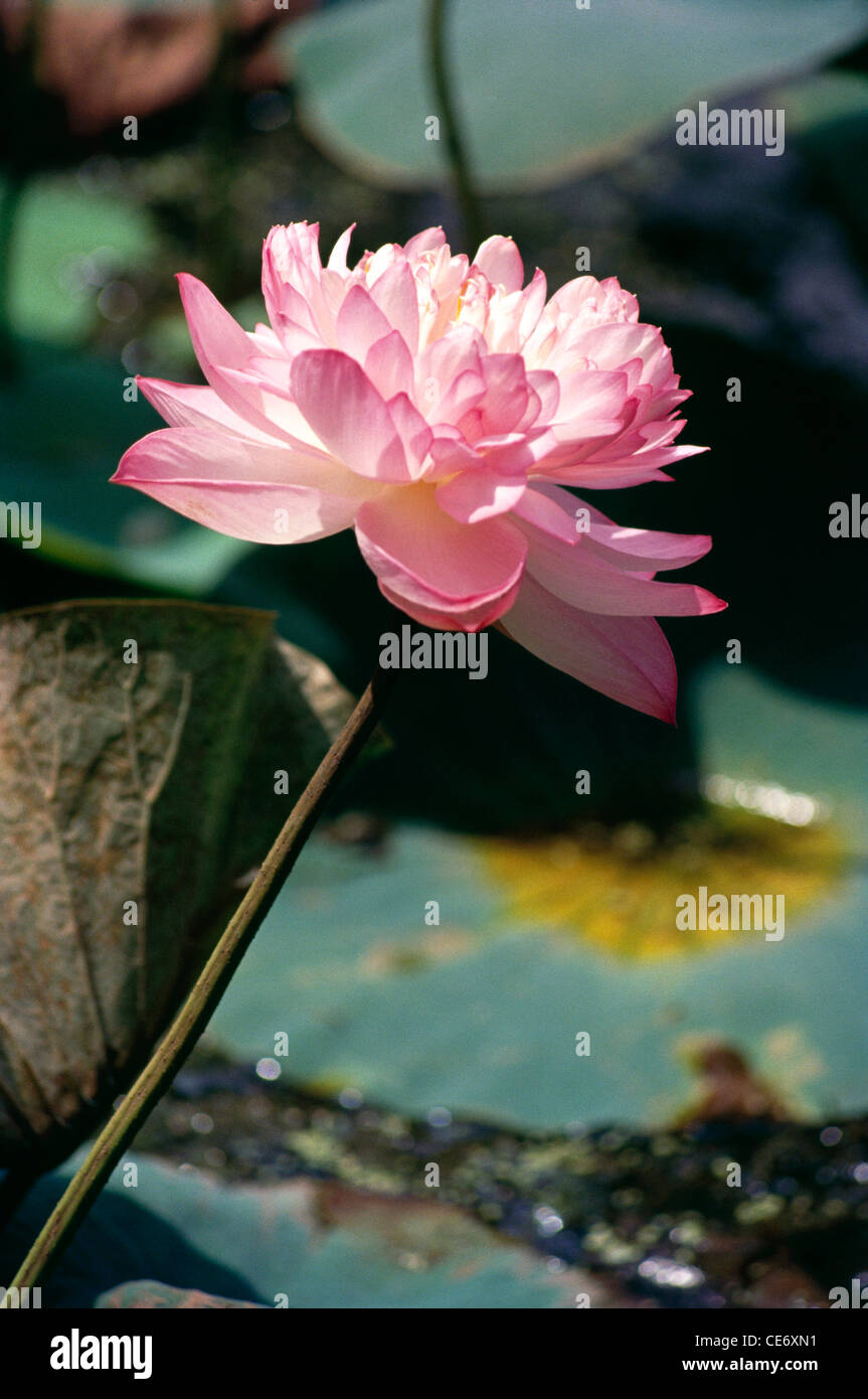 Growing Nelumbo Nucifera
