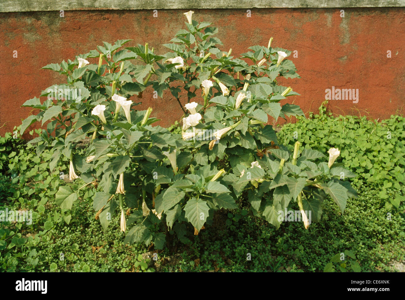 Datura bud with leaves hi-res stock photography and images - Alamy