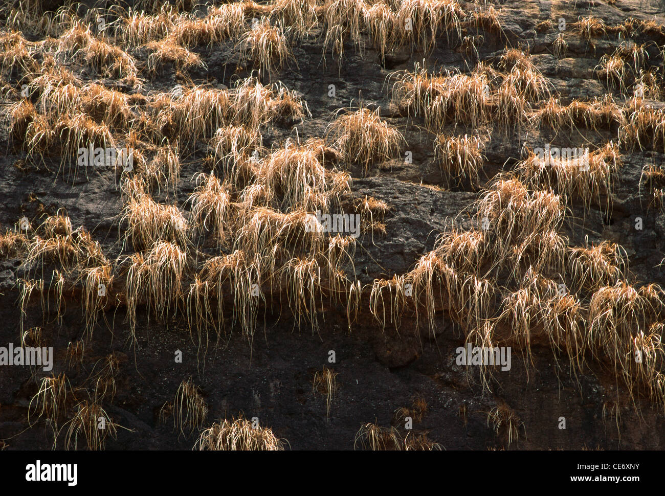 dry grass ; dried grass on rocks ; karla ; maharashtra ; india ; asia ...