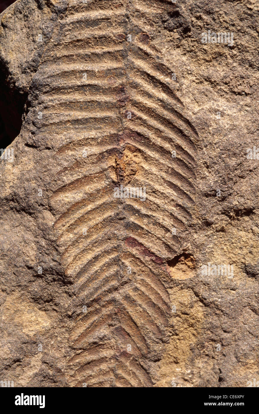 Fossil fish hi-res stock photography and images - Alamy