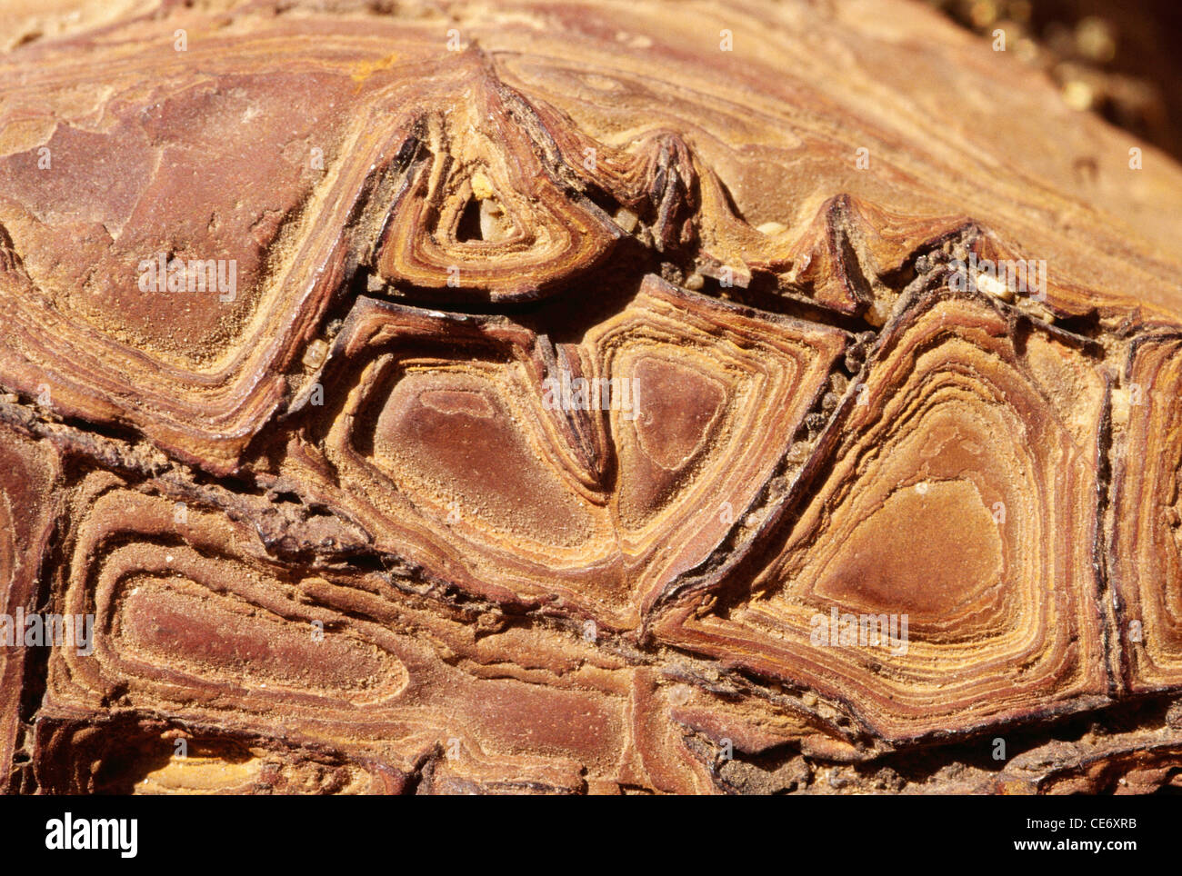 Fossil stone rock ; vithon ; kutch ; gujarat ; india Stock Photo - Alamy