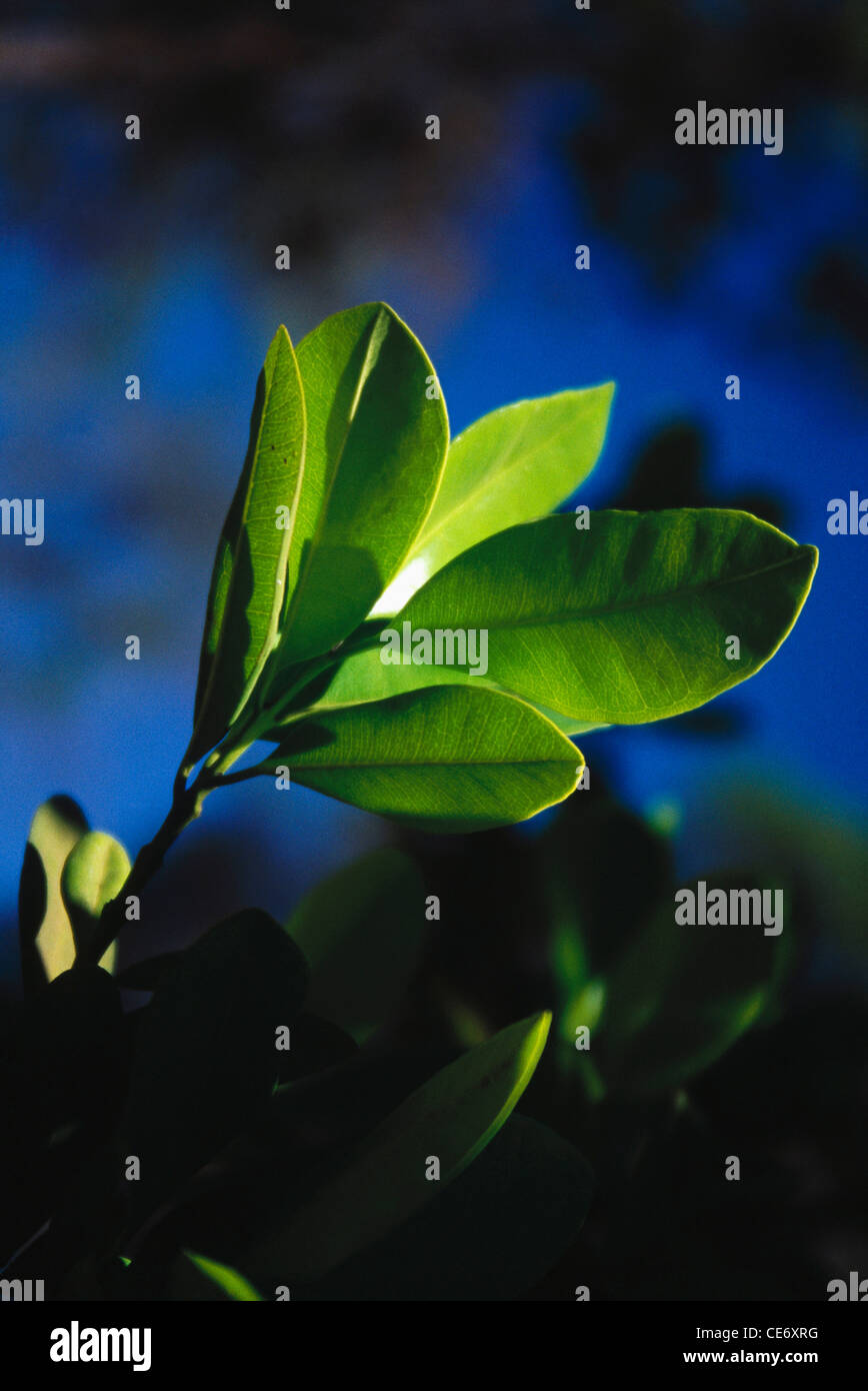 Pimento Tree High Resolution Stock Photography and Images - Alamy