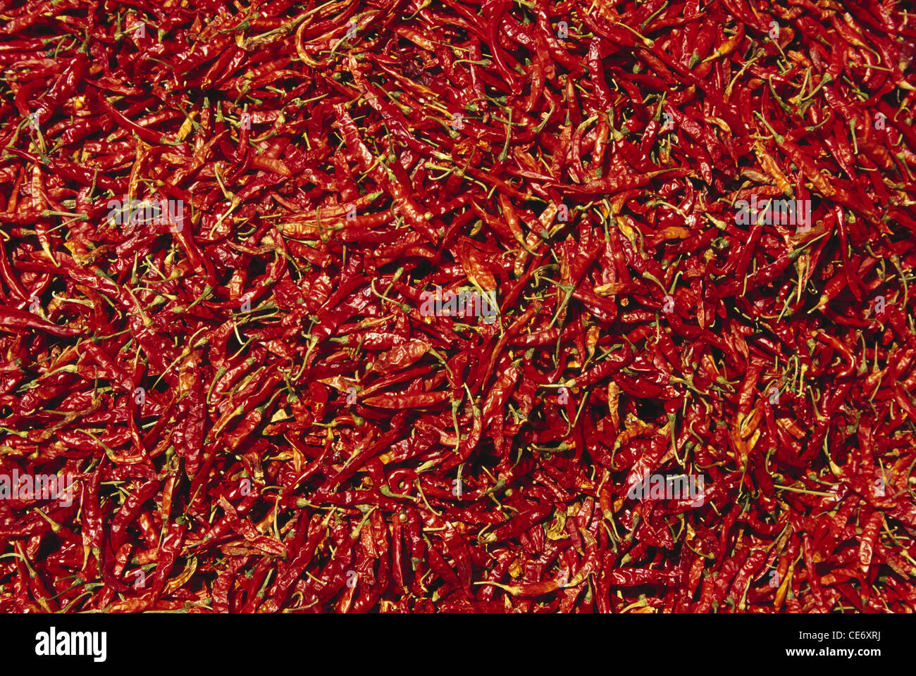 ADC 83661 : red chilies drying dry red chilly dried red chilli ; dewas ...