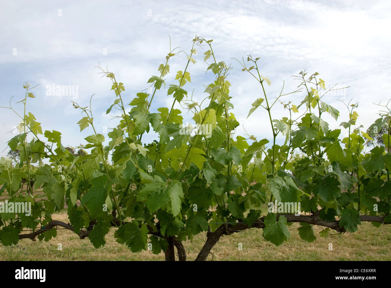 Foliage vines hi-res stock photography and images - Alamy