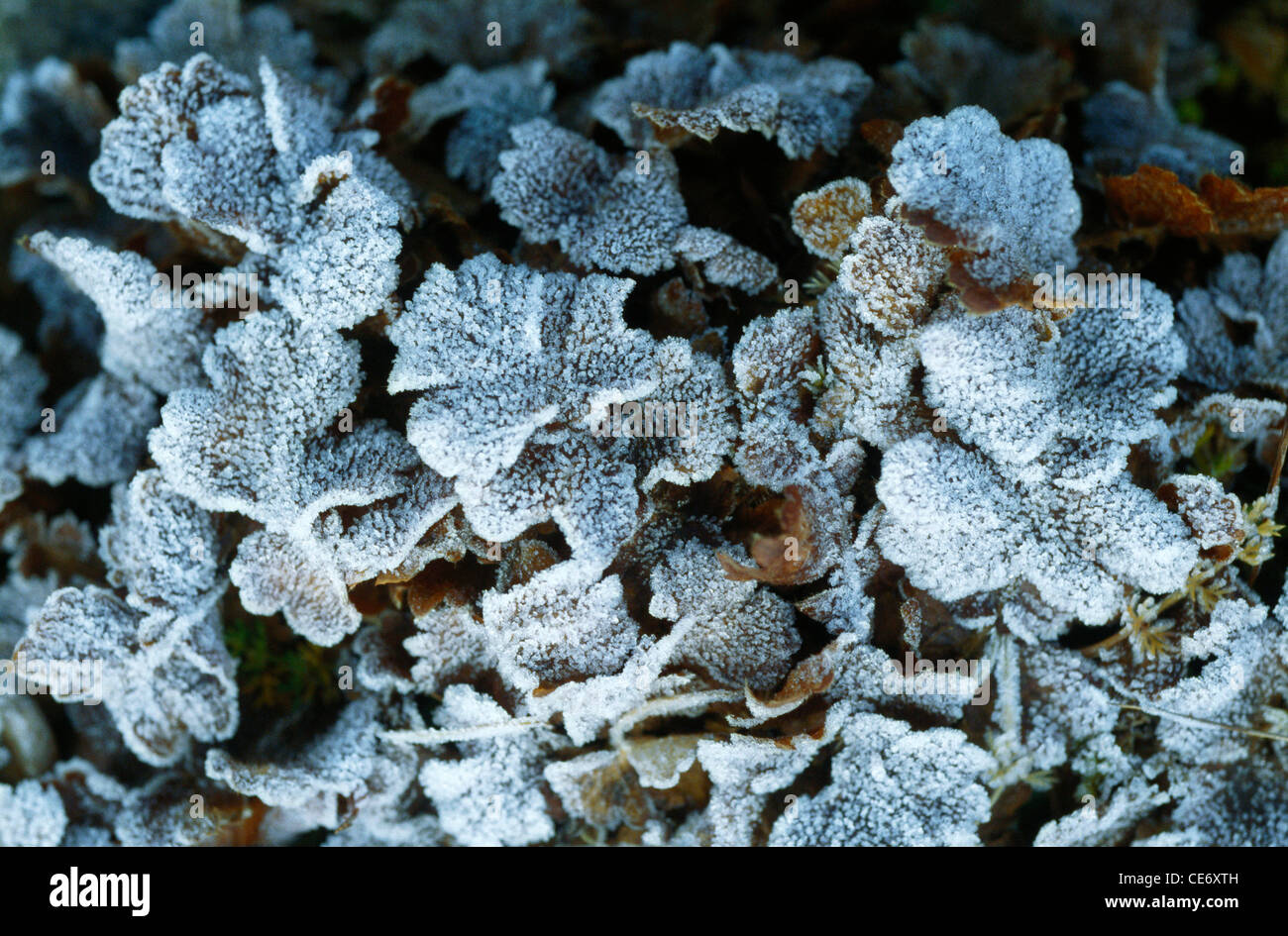 Frost on leaves ; tungnath ; uttar pradesh ; india Stock Photo - Alamy