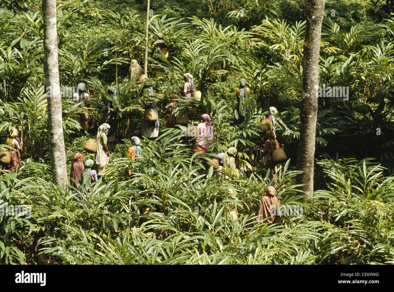 Women working in cardamom field ; kerala ; india - ama 83631 Stock ...