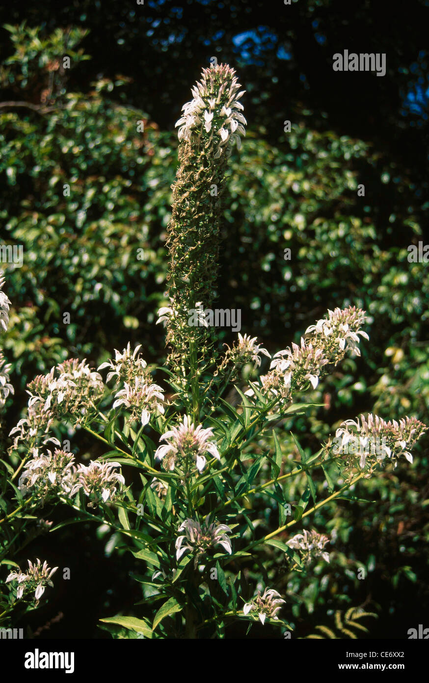 Wild tobacco plant flower ; Lobelia nicotianifolia ; poisonous plant ...
