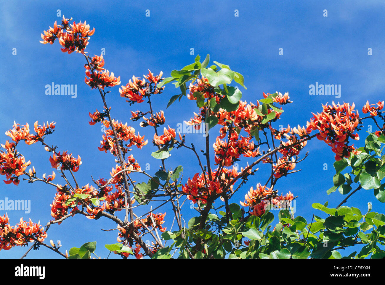 Butea Monosperma Stock Photos & Butea Monosperma Stock Images - Alamy