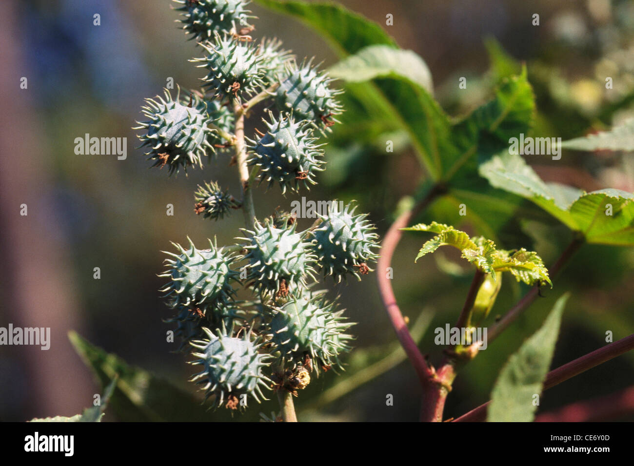 HMA 83606 : thorn apple Jimson Weed Datura stramonium dhatura tree drug ...