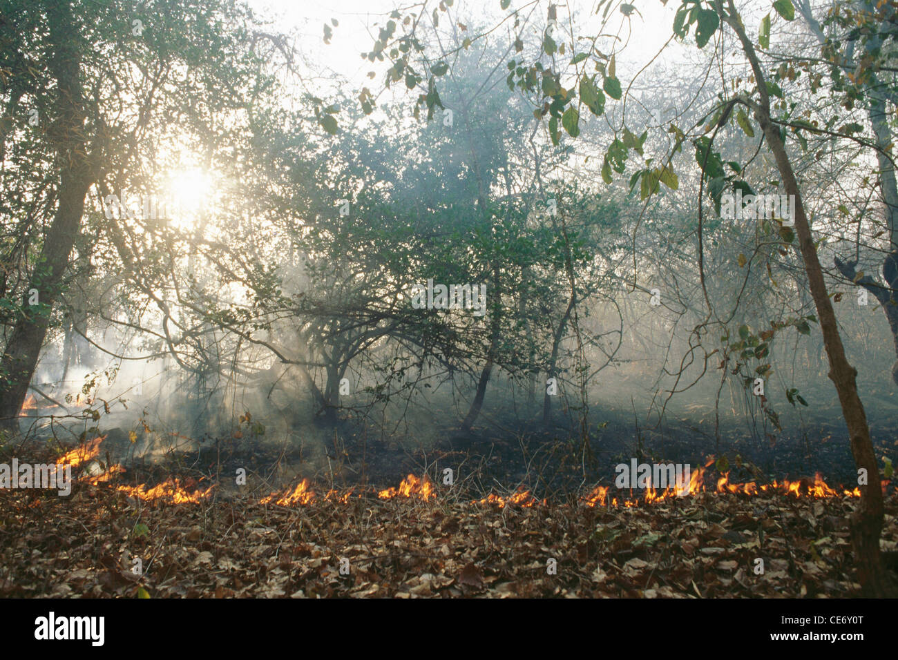 Jungle fires hi-res stock photography and images - Alamy