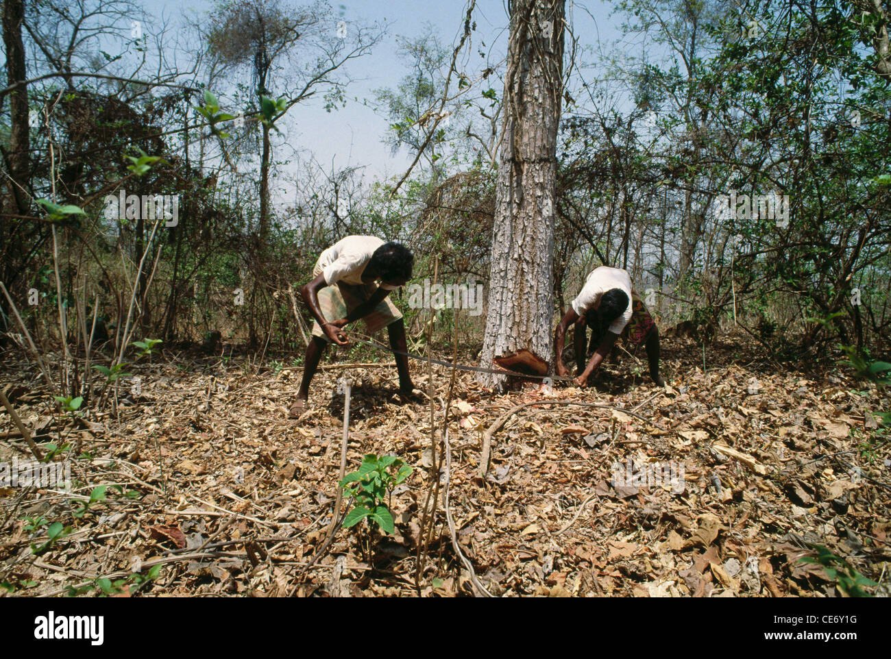 Two Indian men cutting tree in forest with handsaw ; india ; asia Stock ...