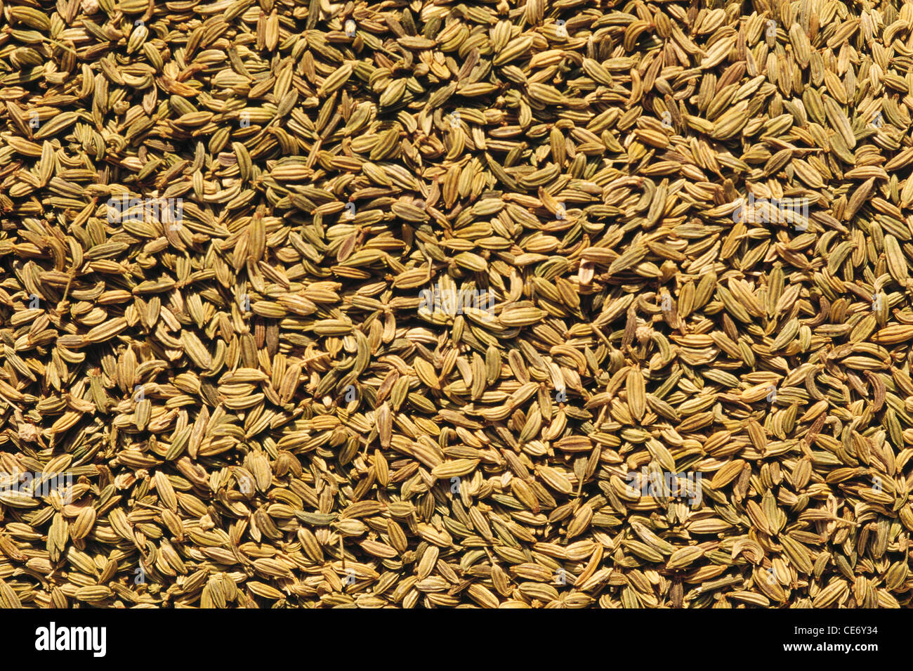 Sauf ; saunf ; Fennel ; Foeniculum vulgare ; india ; asia Stock Photo ...